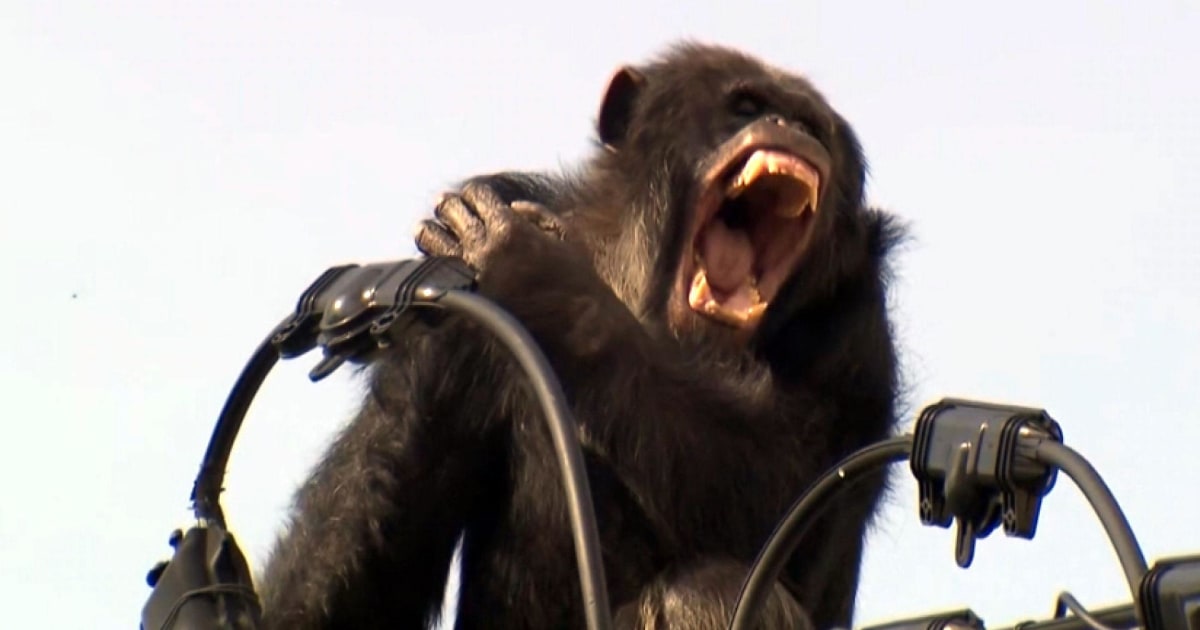 Chimp Chase Gets Wild