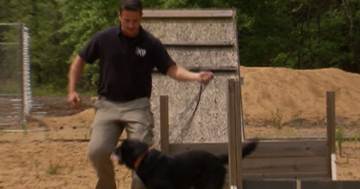 Behind the scenes training vapor wake dogs