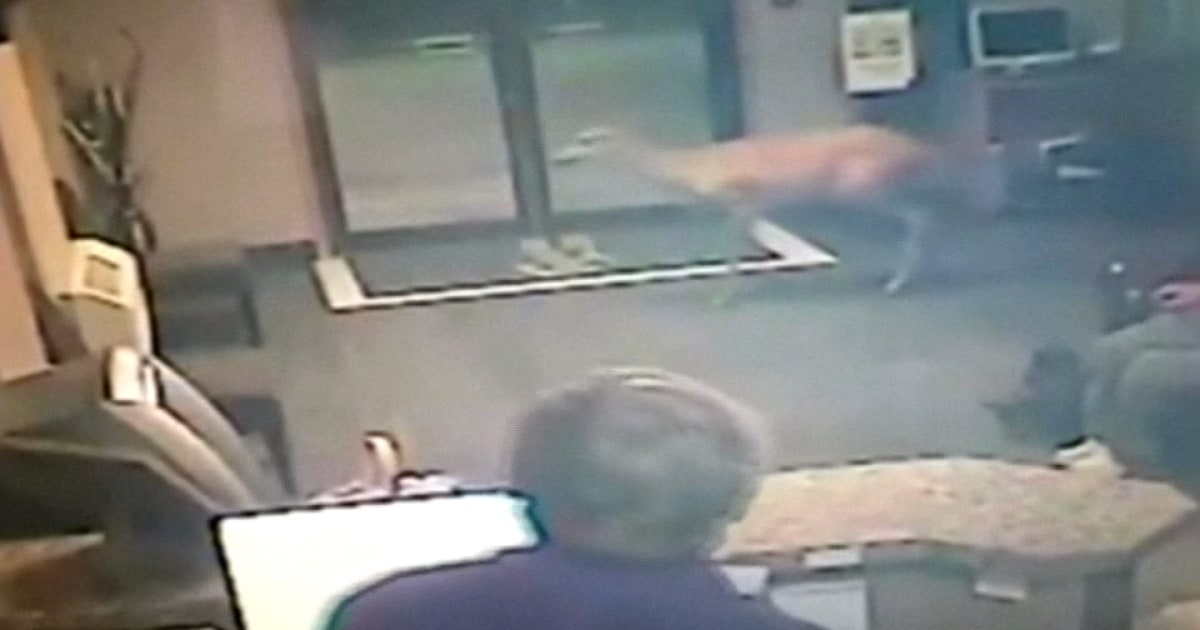 Who Ordered the Venison? Deer's Surprise Appearance