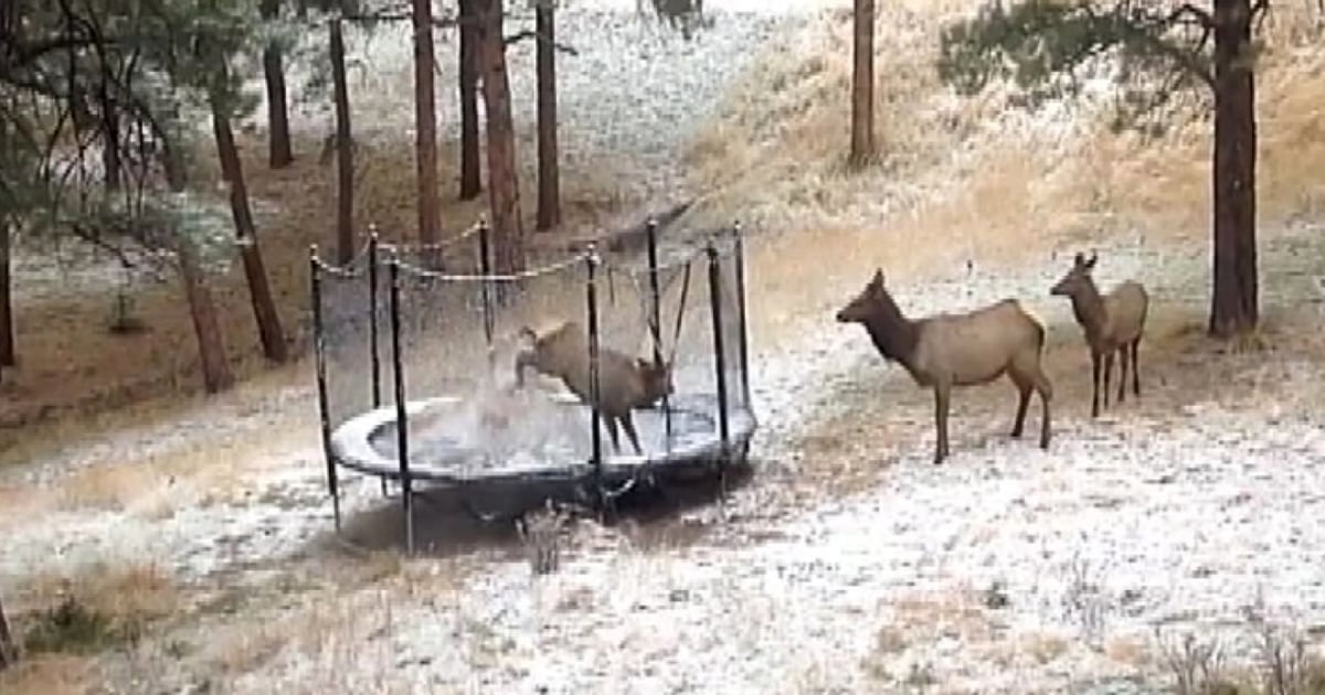 Caught on video: Elk plays on trampoline