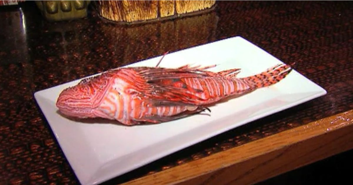 Florida eatery offers venomous lionfish on menu