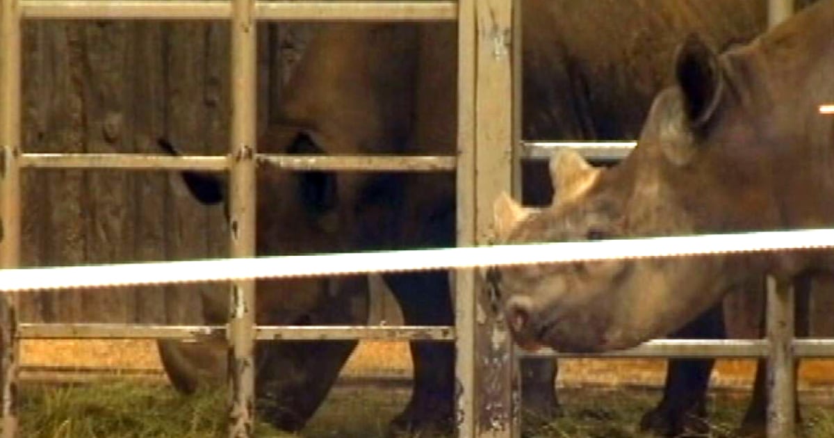 Rhino bites woman at Denver Zoo