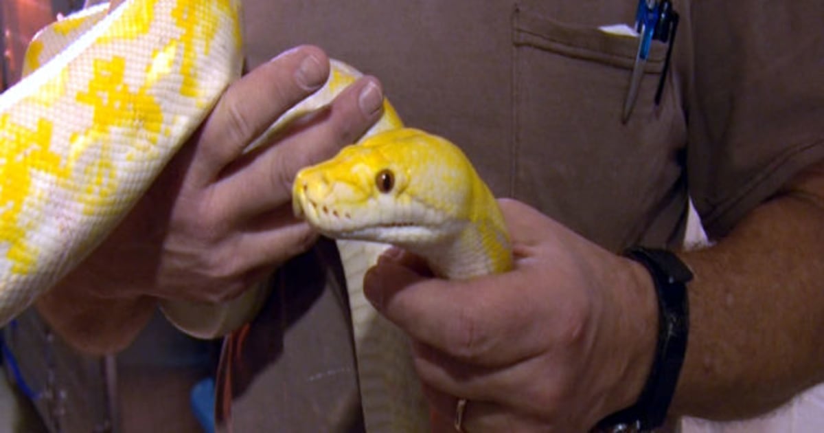 66 Sick Snakes Seized