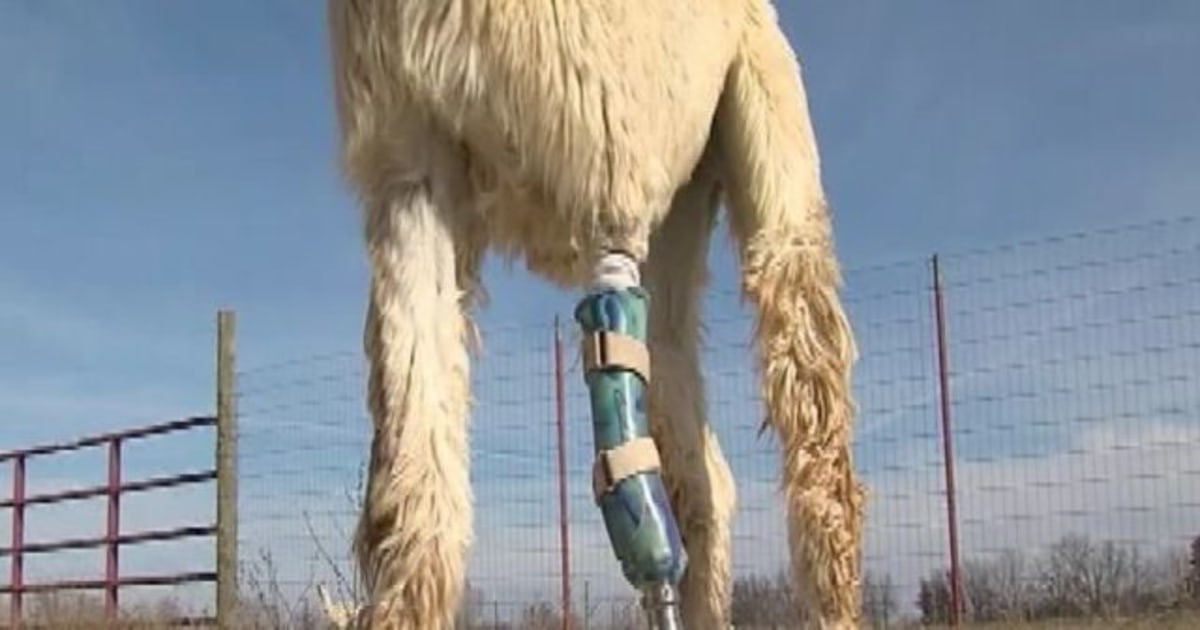 Three-legged Alpaca fitted with prosthetic