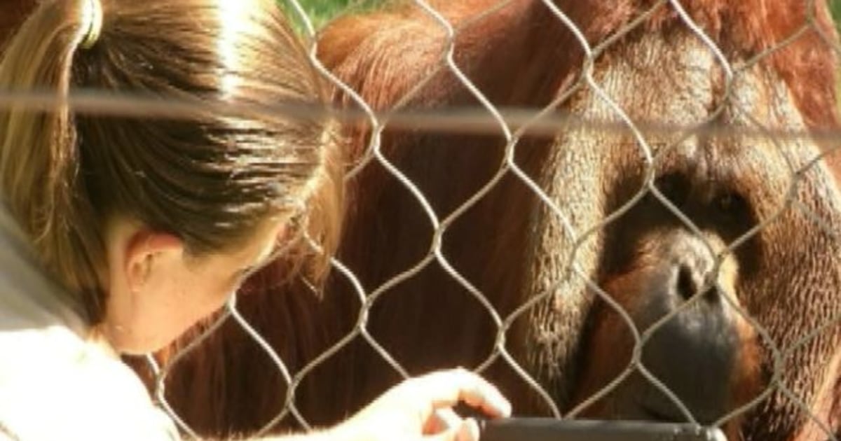 Zoo uses iPads to communicate with apes