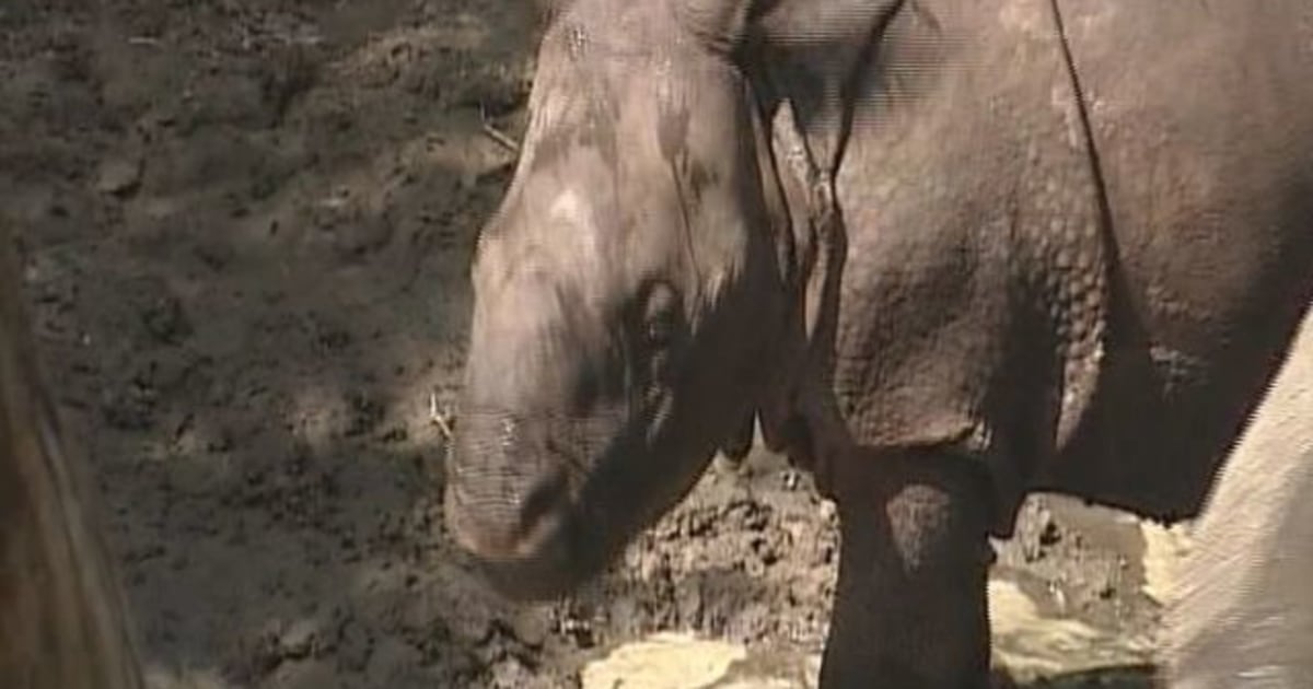 Rare baby rhino makes debut at Fla. zoo