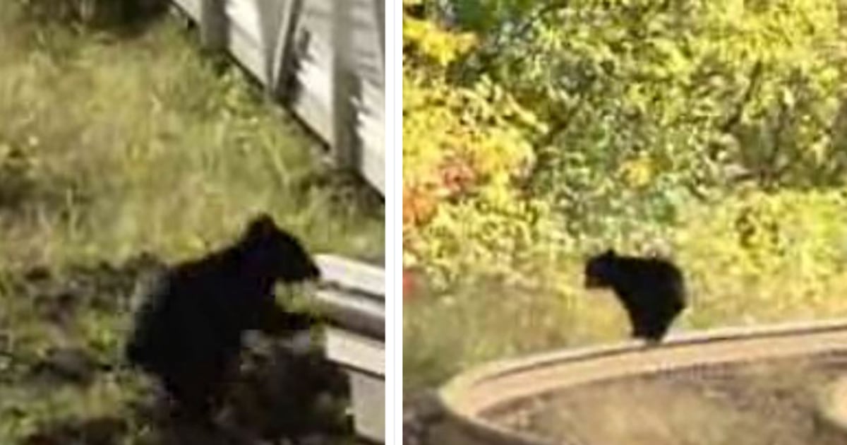 Caught on cam: Lost bear cub runs around town