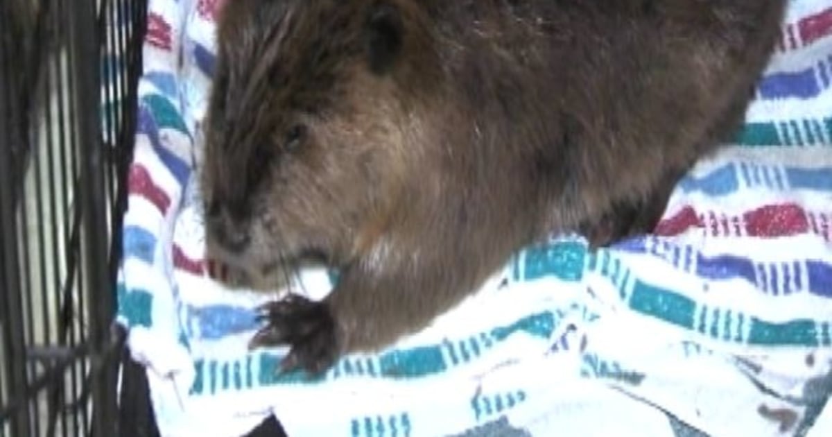 Vets work to save ‘hero’ beavers after fuel spill