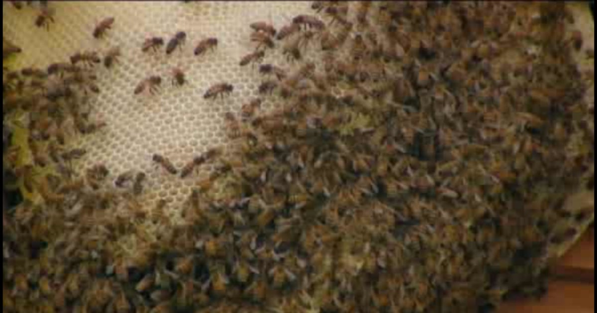More Than 10,000 Bees Buzz Outside Colorado Home