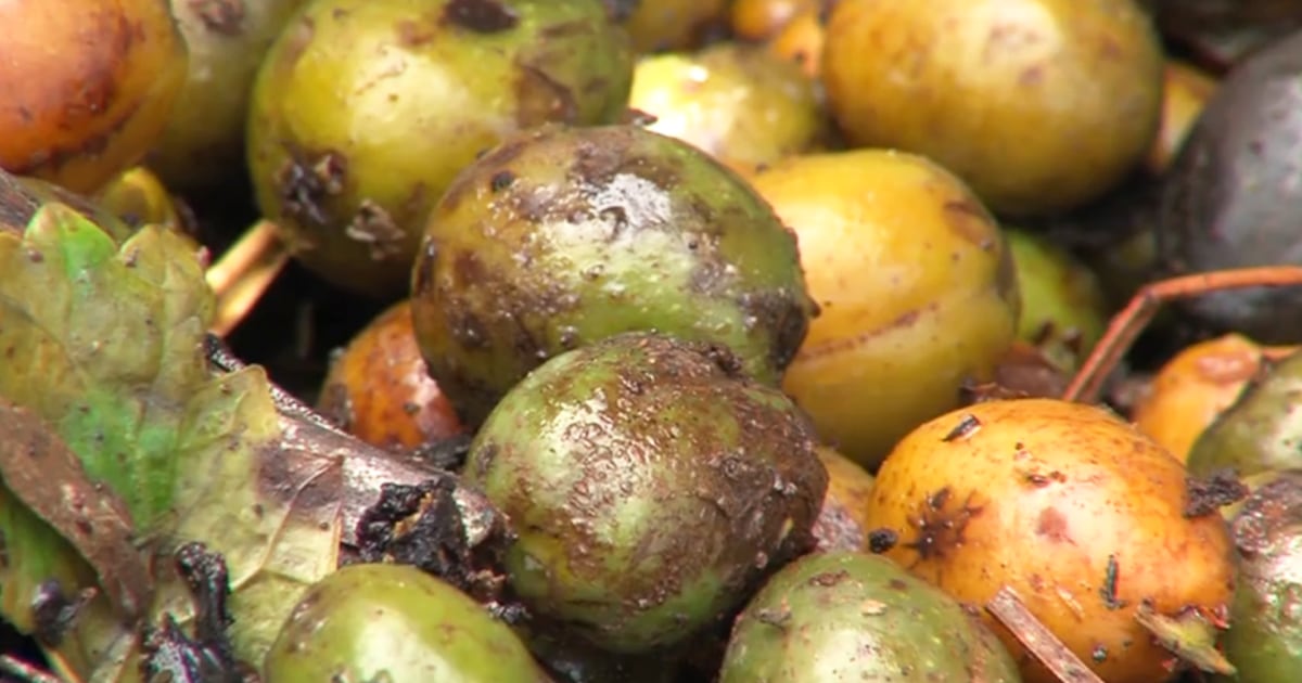Palmetto Berry Bandits Cash In