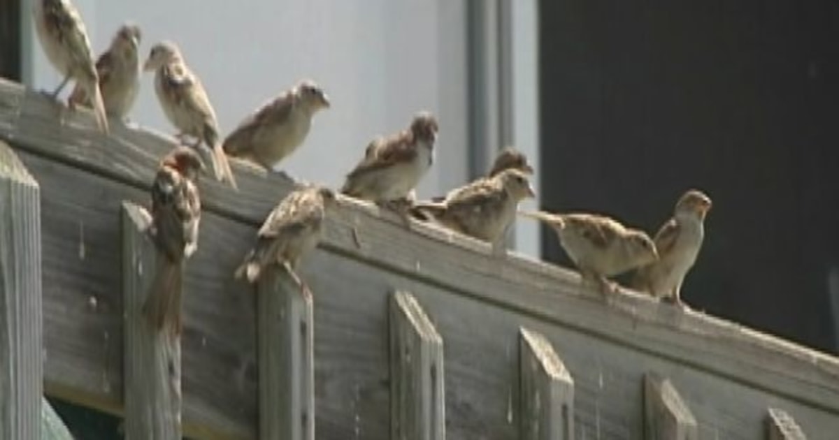 Bird-feeding woman ruffles neighbors' feathers