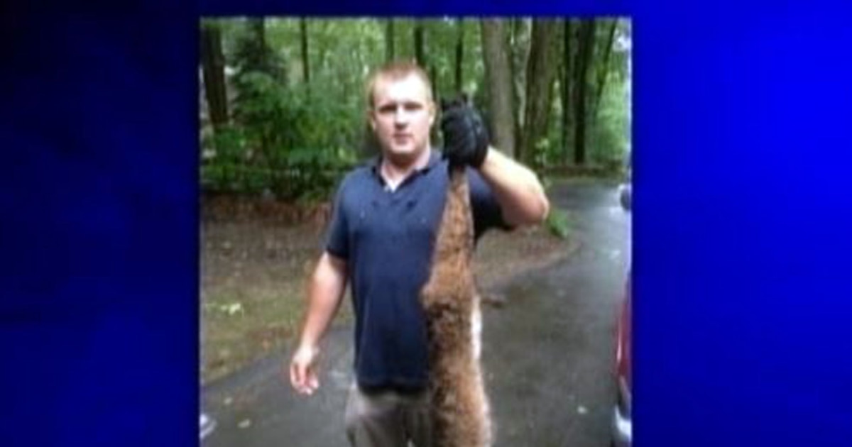 Will A Bobcat Kill A Calf at Timothy Gordon blog