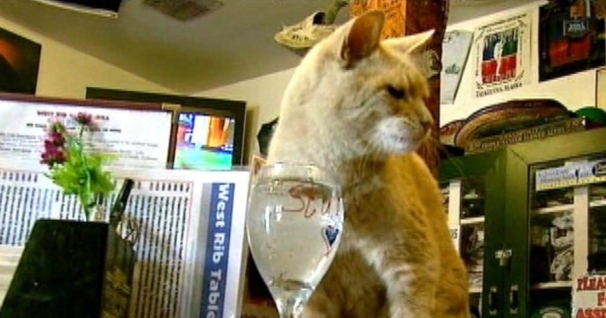 Stubbs the cat serves as mayor of town