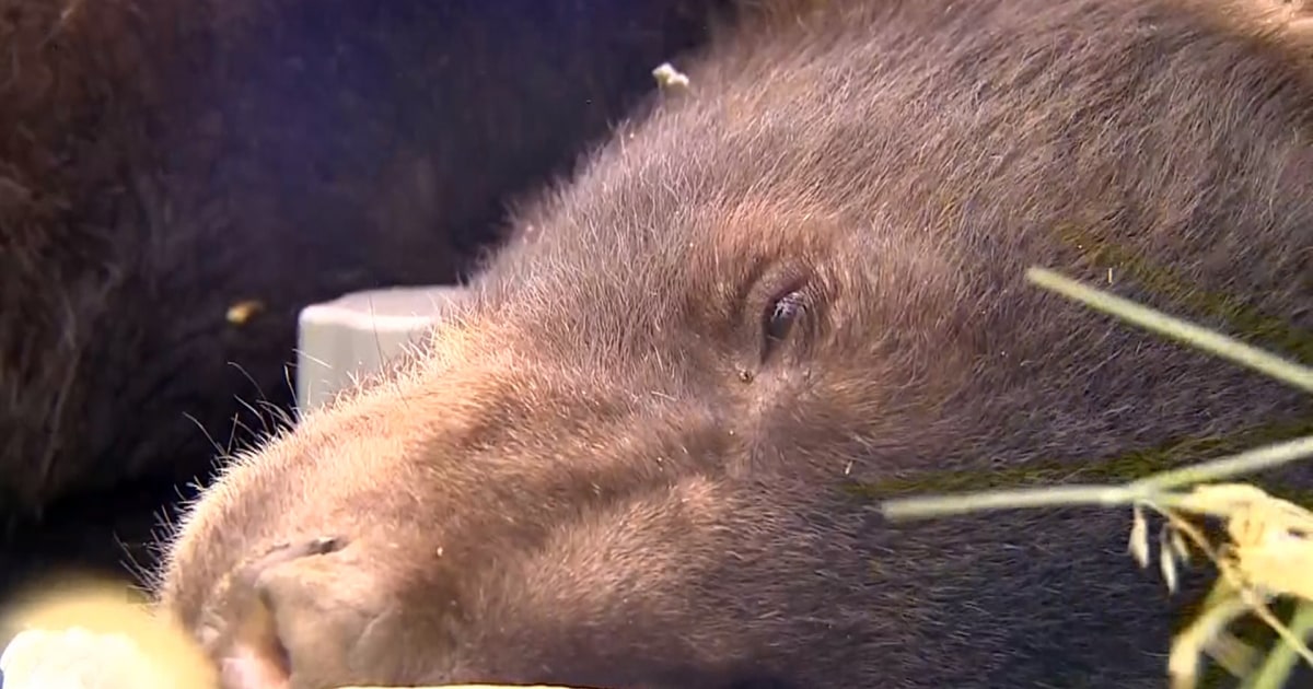 Cinder the Bear Returns To Wild