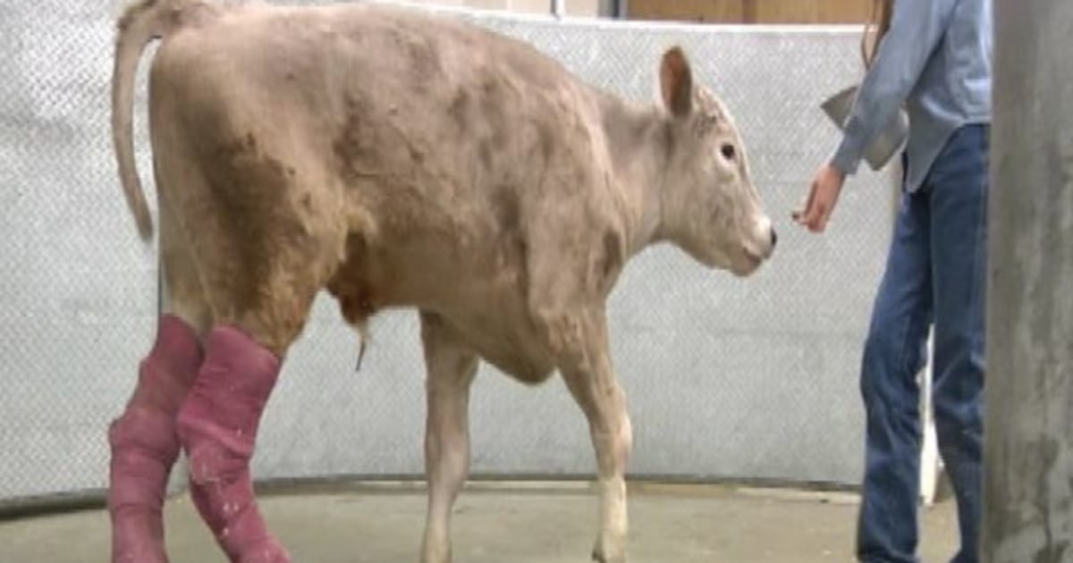 Watch 'Hero' Cow Walk with Prosthetic Legs