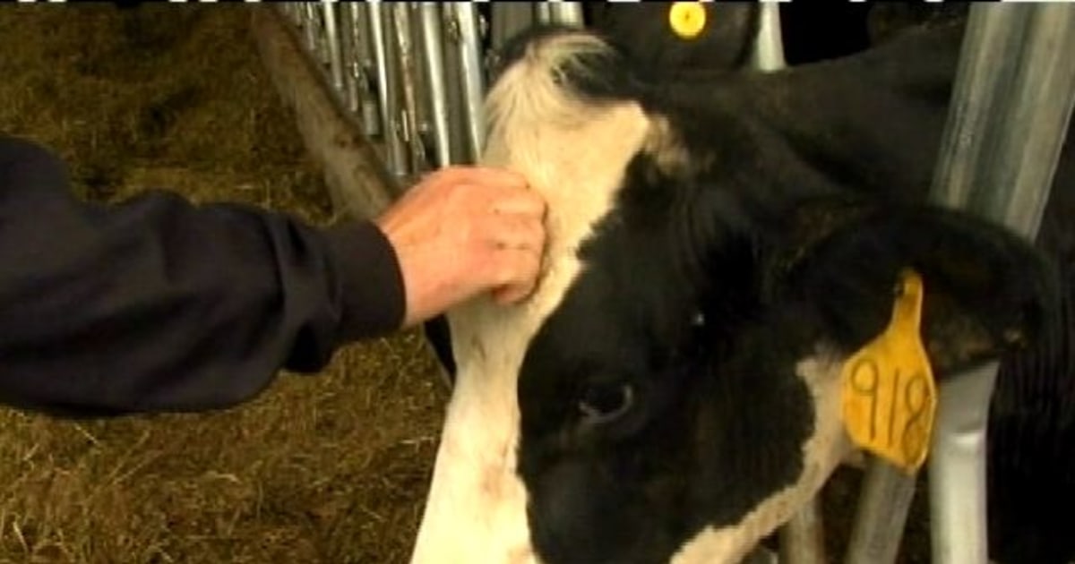 Farmer pampers cows for more milk