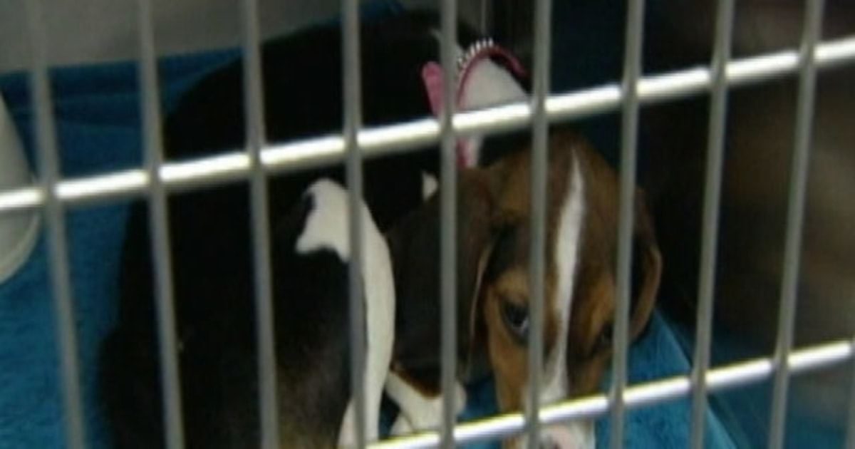 Mysterious virus is making dogs ill in Ohio