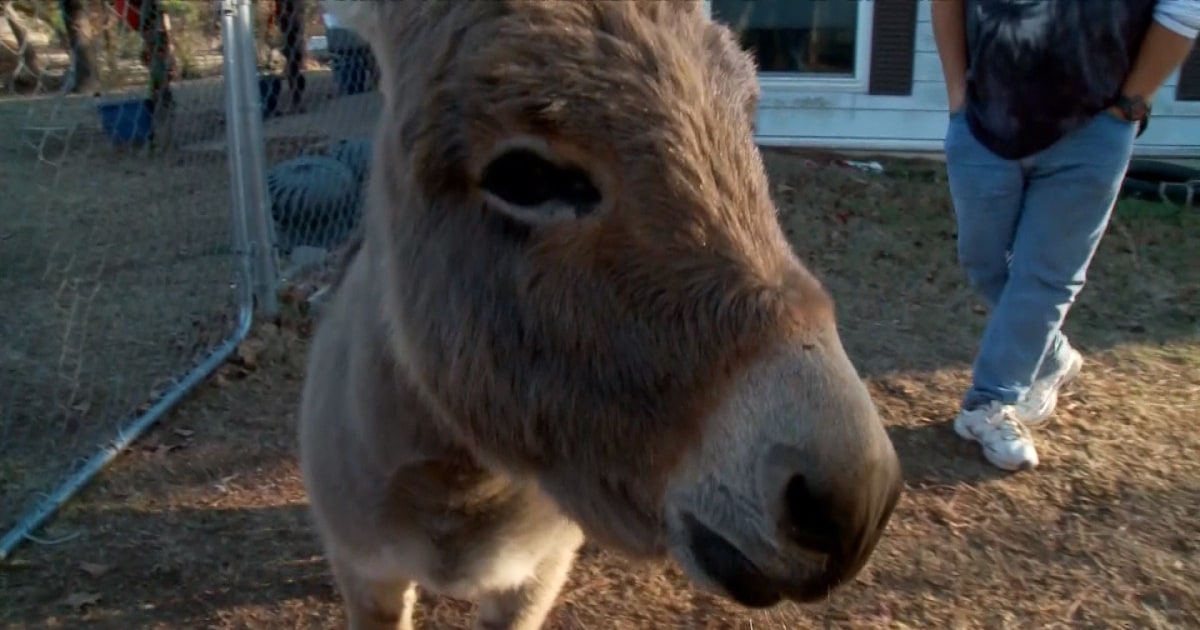 Find Out How 'Squishy' the Donkey Was Saved From a Grisly End