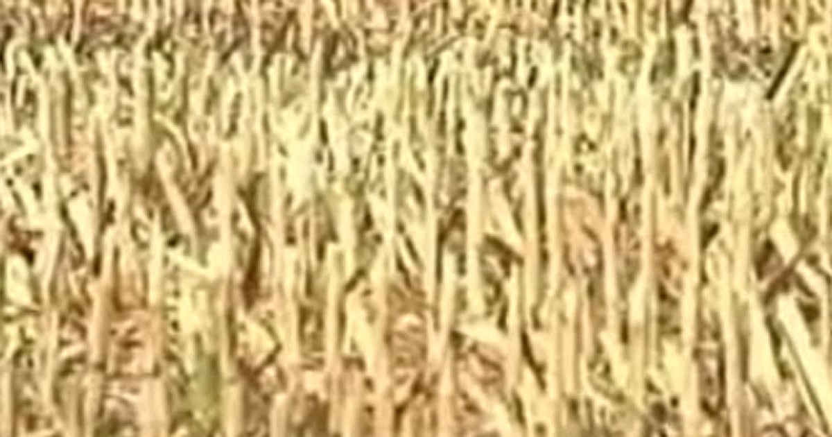 Midwest, Plains crops drying out