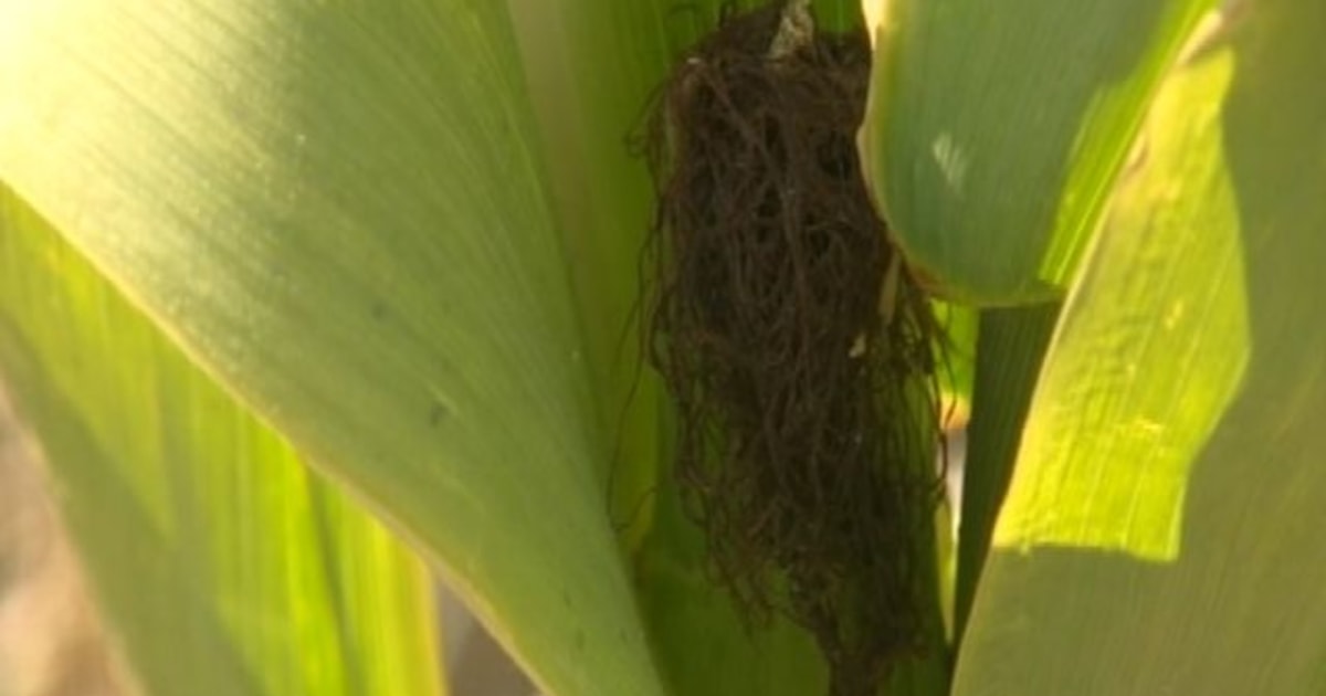 Drought decimating corn crop