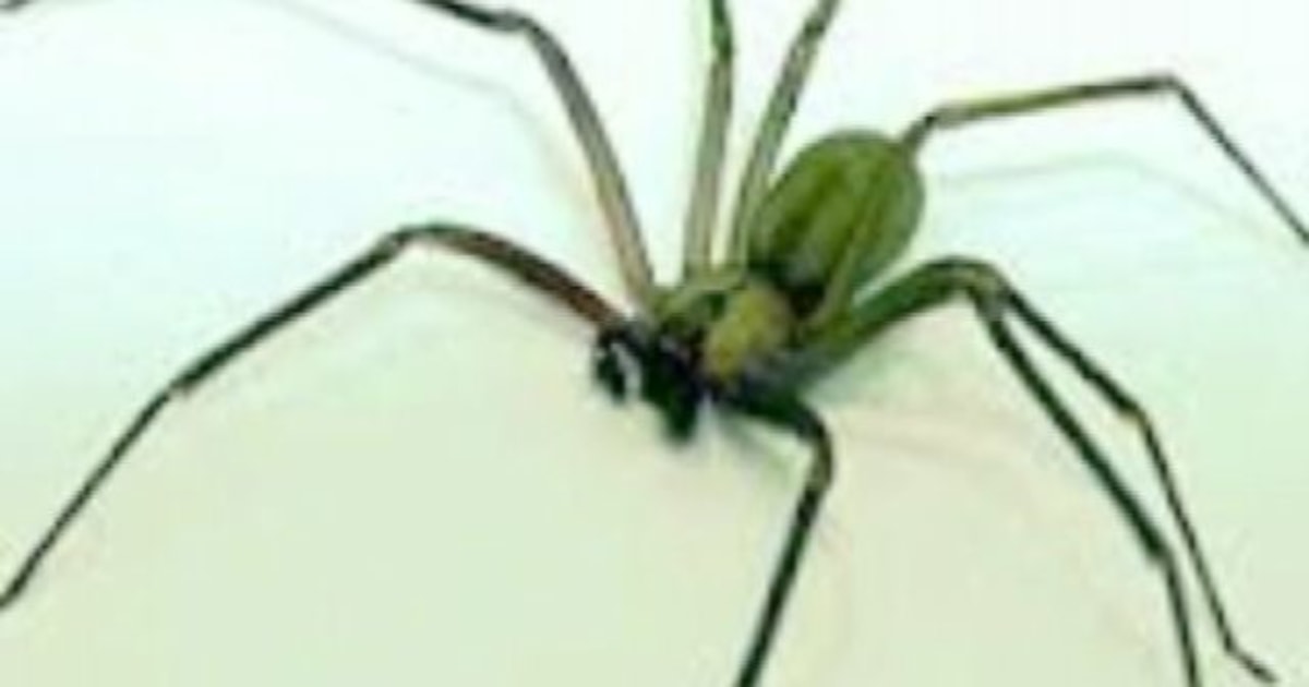 Drought triggers poisonous spider invasion