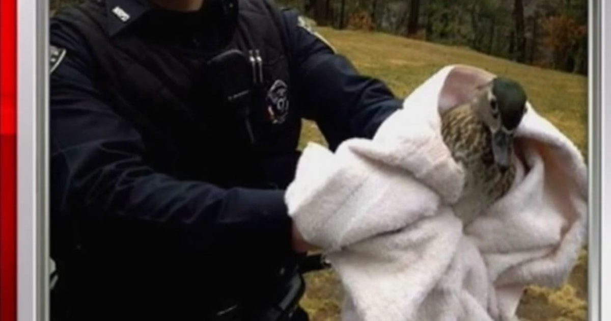Woman Mistakes Duck for Burglar