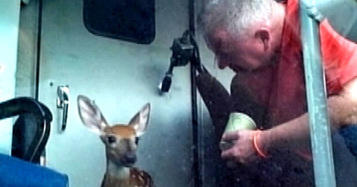 Highway workers rescue fawn