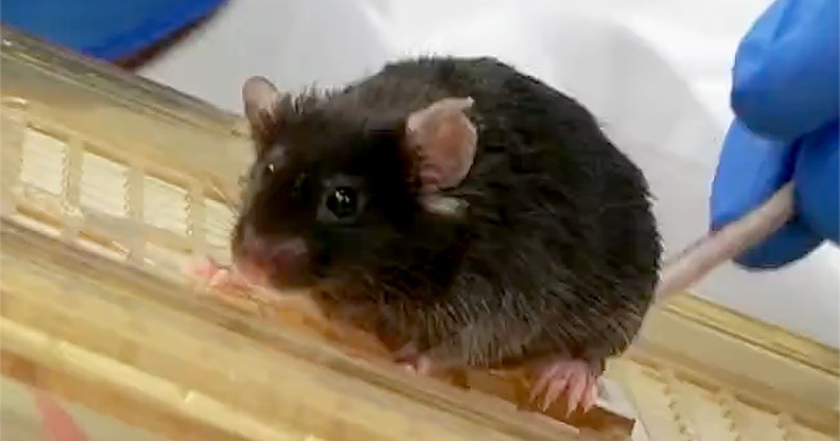 Mayo Clinic Mice May Lead the Way to the Fountain Of Youth