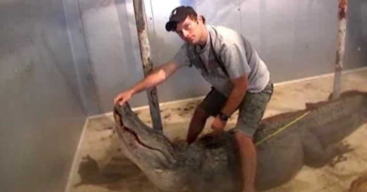 UPS driver snags record after catching 727-pound gator