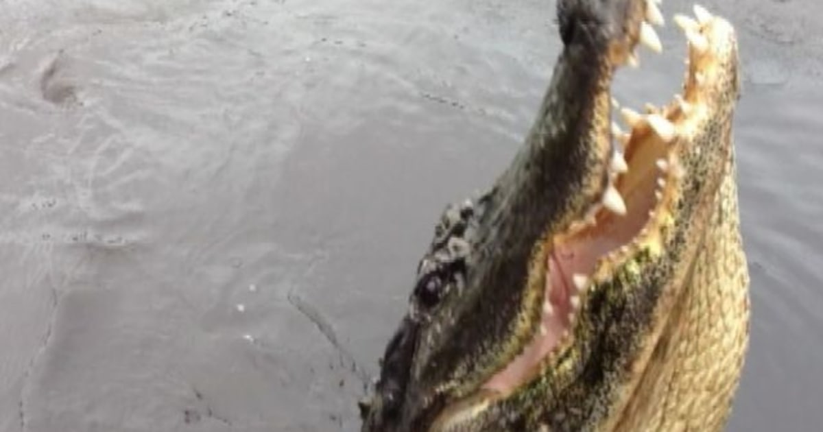 alligator eats man running from cops