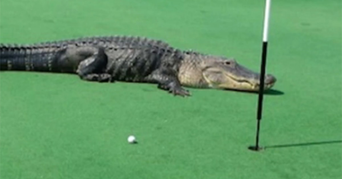 Giant Gator Goes Golfing