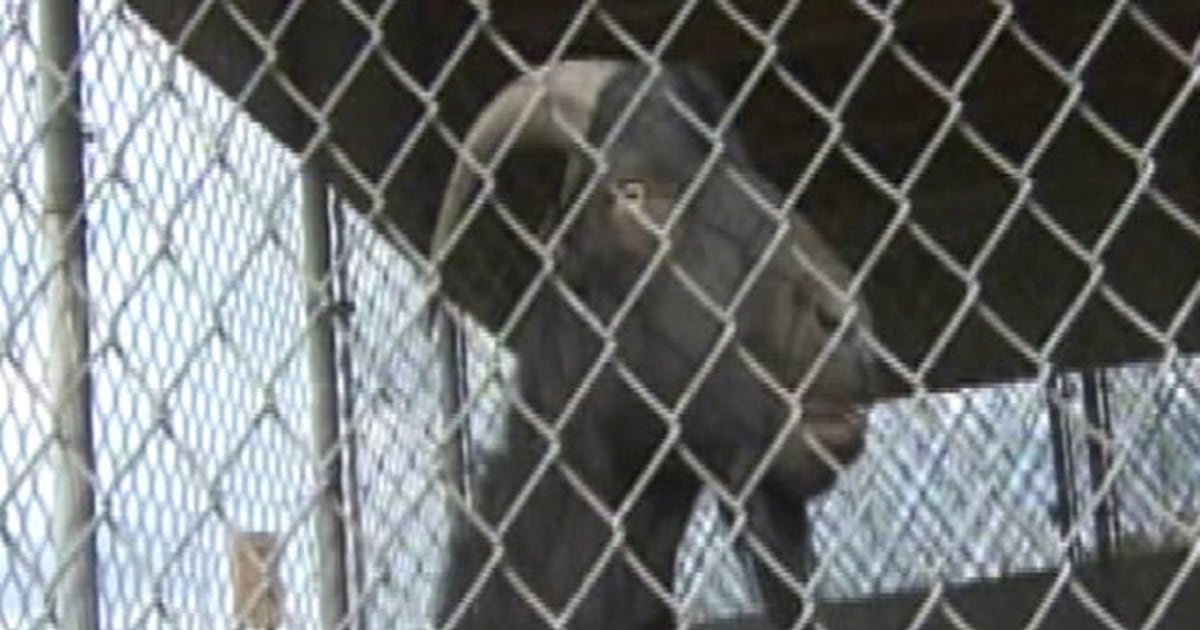 Angry escaped goat menaces students