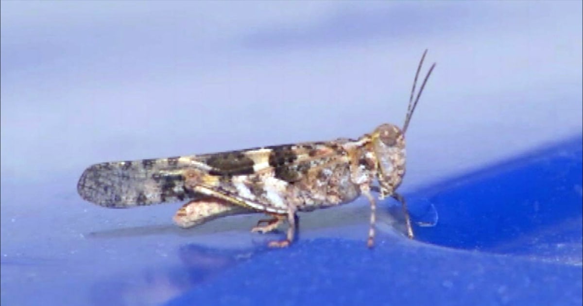 Drought Sparks Grasshopper Invasion