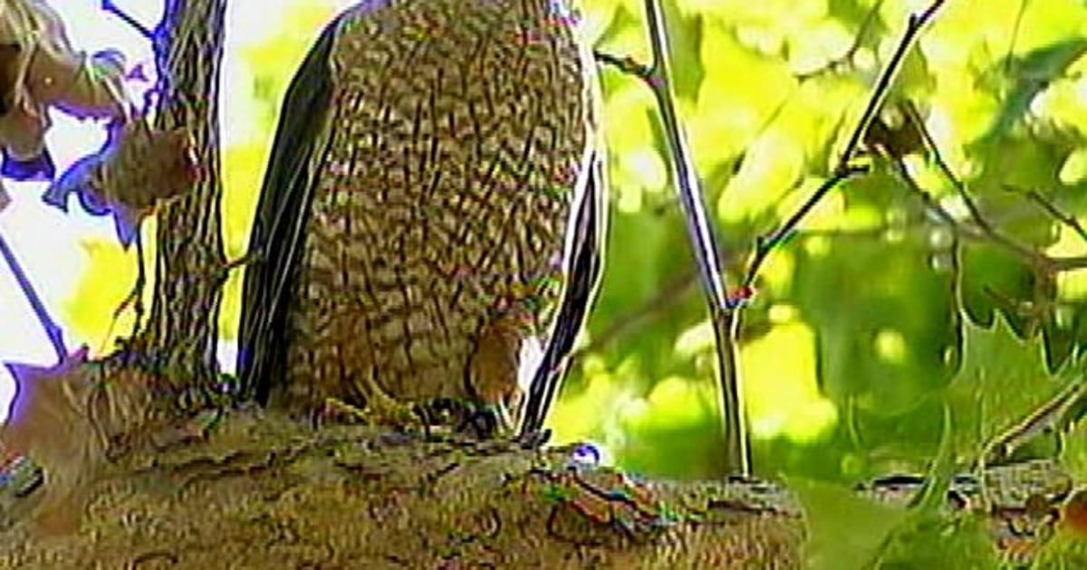 Hawk dive-bombs Calif. residents, news crew