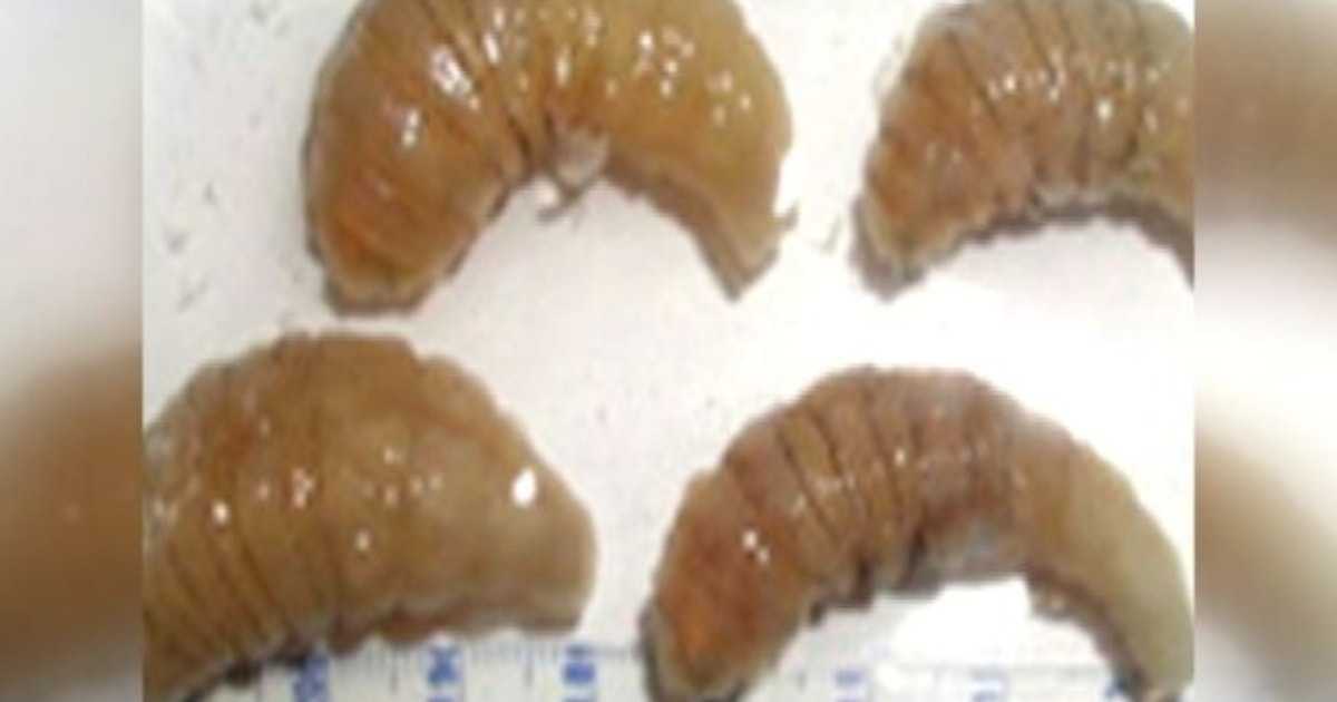 Family: Parasite causing maggots inside our bodies