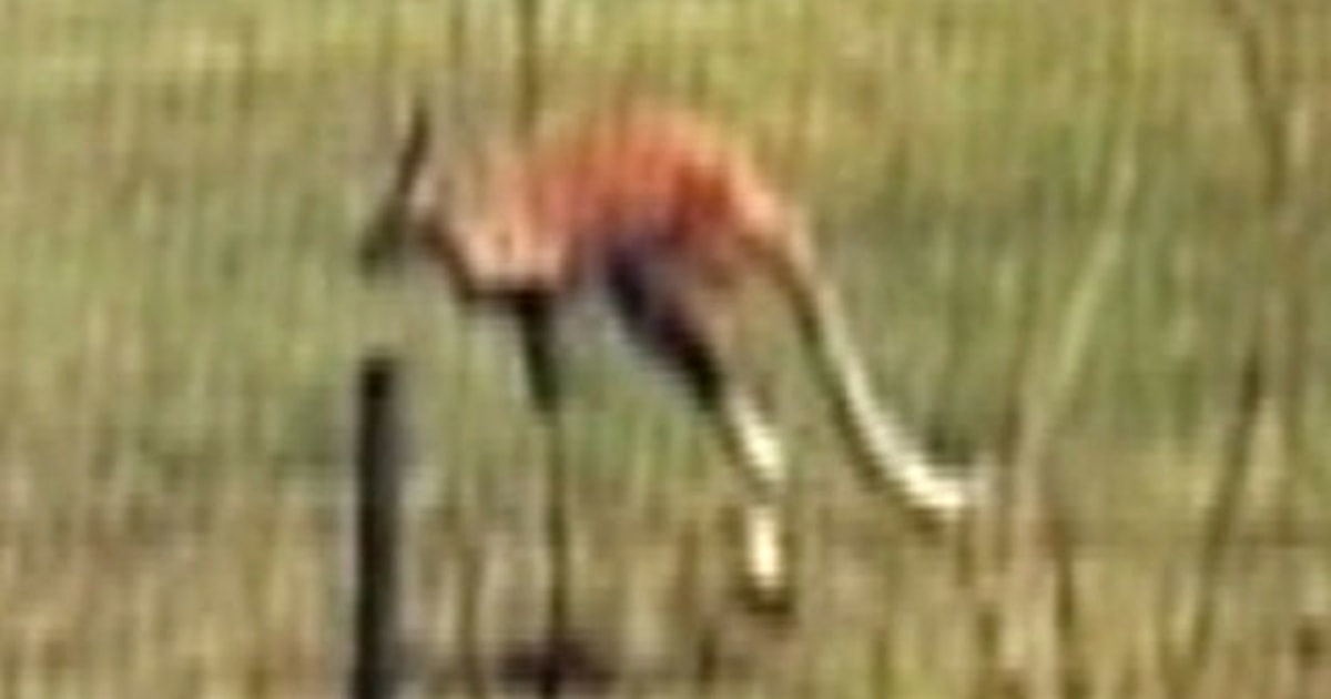 Escaped kangaroo leads Florida deputies on wild chase