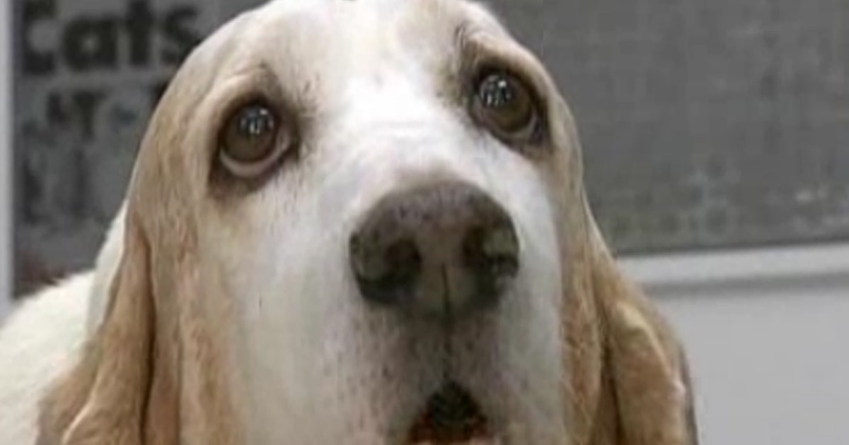 Series of coincidences reunites man, dog