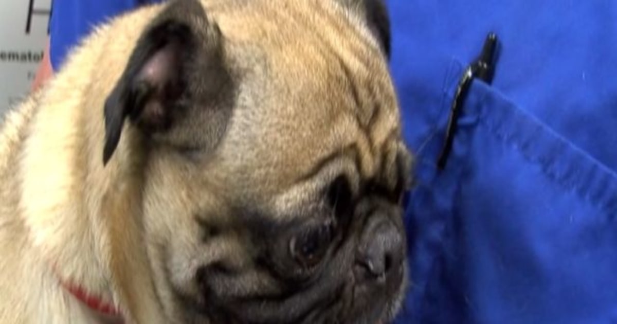 Long-Lost Texas Pug Found in Mississippi