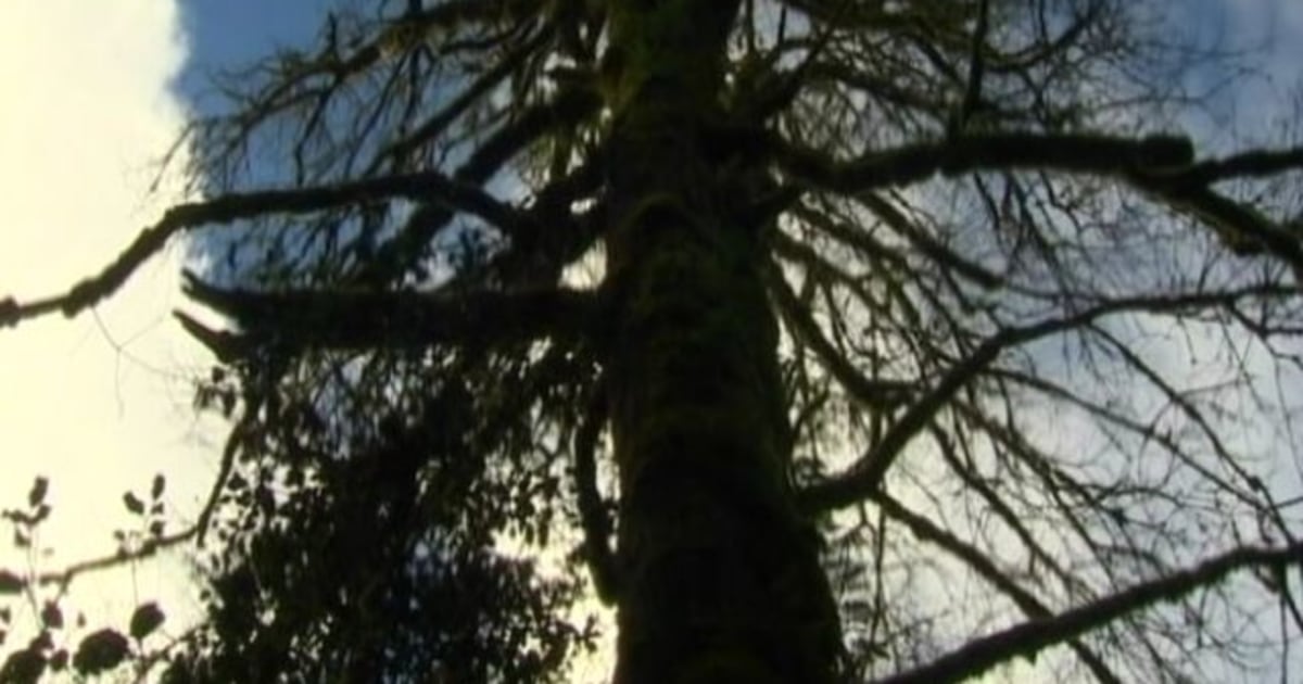 Park ranger: Thieves chop trees to make guitars