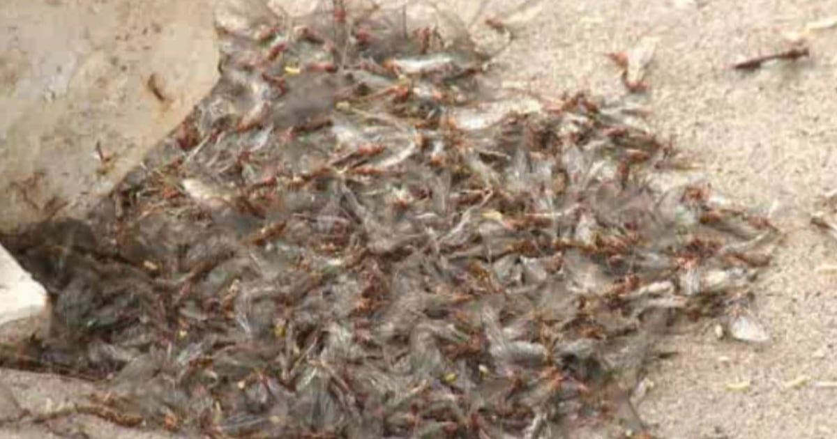 Mississippi River Region Battles Mayfly Mayhem