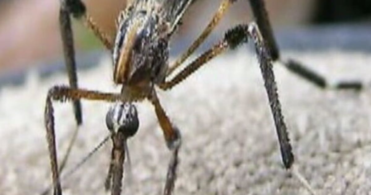 Mega-mosquitos popping up in South