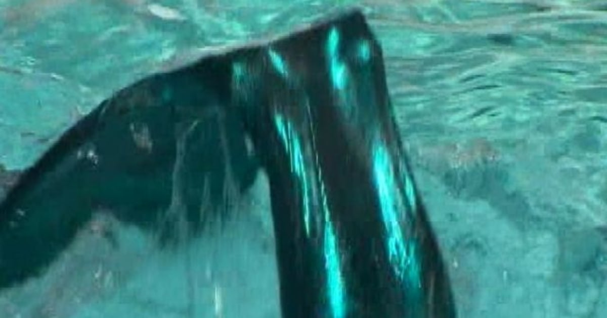 Mermaid creates a splash in Portland