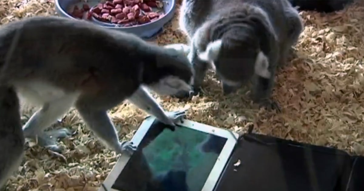 Monkeys Connect to Digital Age at Duluth Zoo