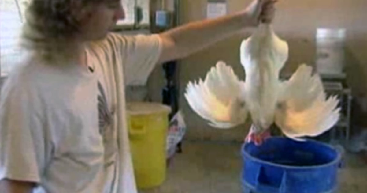 ‘Chicken boy’ plans to turn passion for poultry into Ph.D.