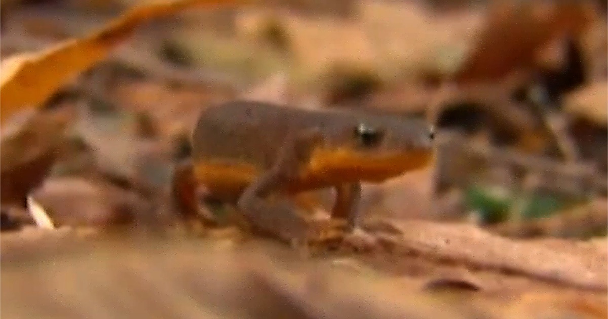 Invasion of the Newts