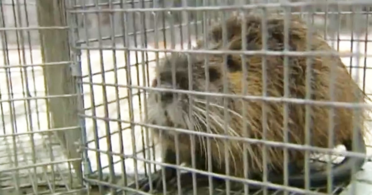 Shoot-To-Kill Order Of Invasive Rodents Under Fire