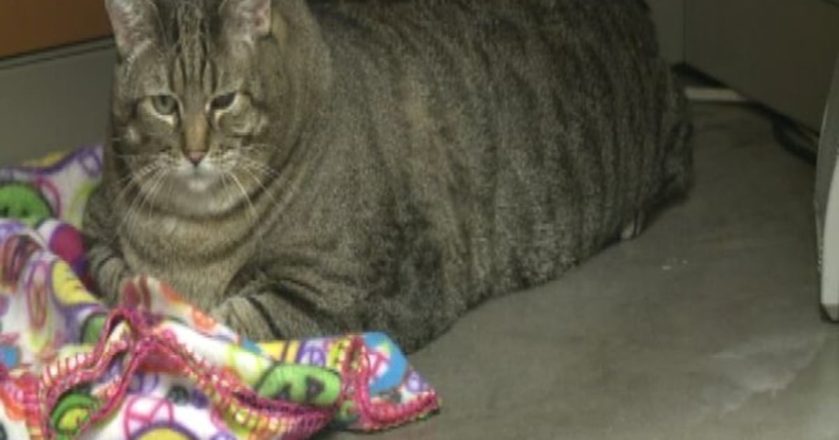 Meet Meatball, a 36-pound cat in need of a home