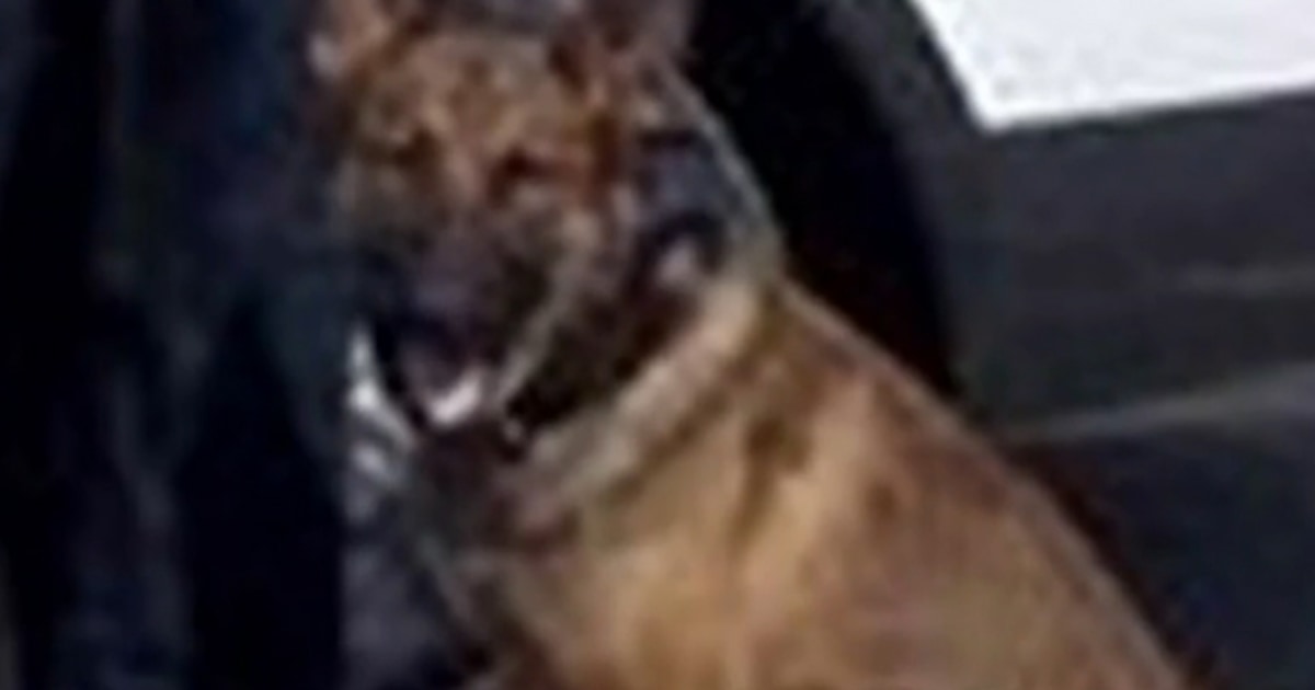 Police Dog Jumps Fence and Attacks Child