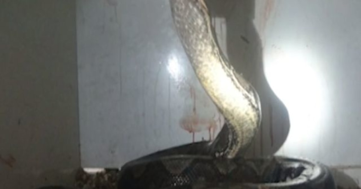 20 Foot-Long Python Attacks Pet Store Owner