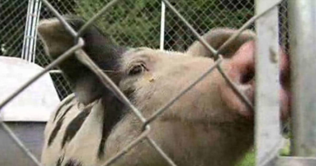 Pig Attacks Nature Trail Visitors